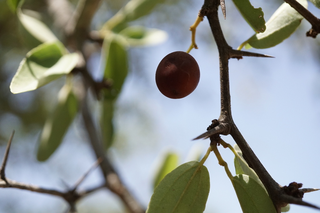 Sarcomphalus mistol from Sobremonte Department, Córdoba Province ...