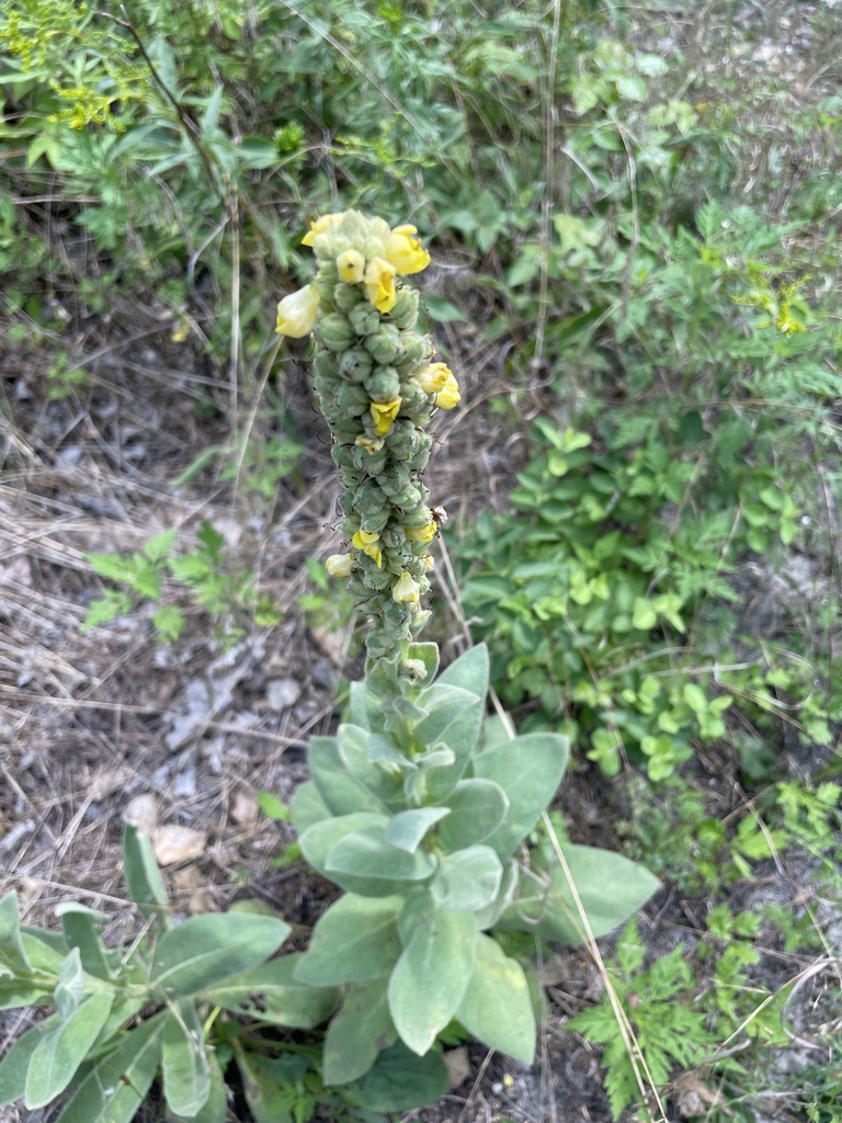 great mullein from Little Bay, New York, NY, US on August 2, 2023 at 12 ...