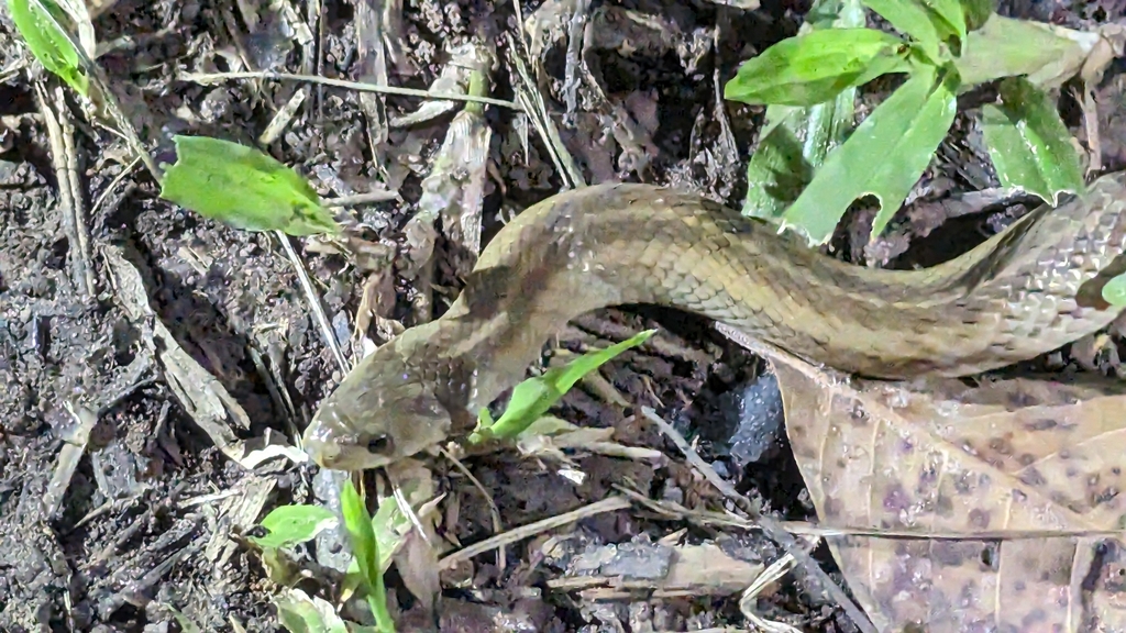 Small-banded Kukri Snake from Xishuangbanna Dai, CN-YN, CN on July 24 ...