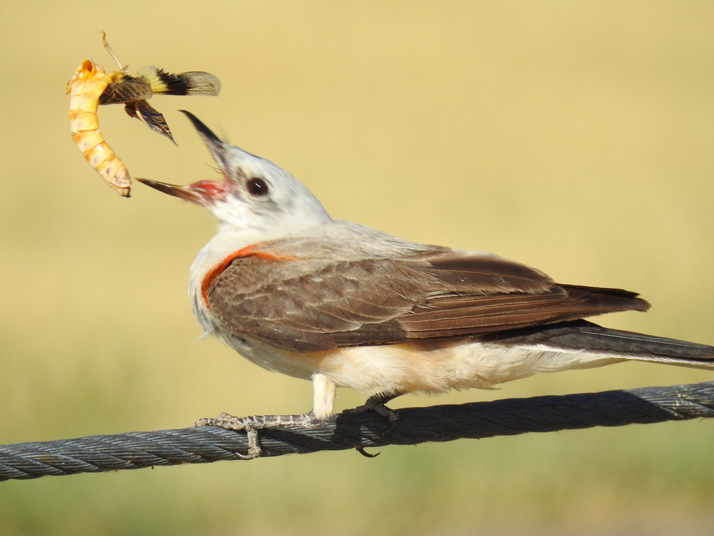 Scissor-tailed Flycatcher (Birds of East Texas ) · iNaturalist