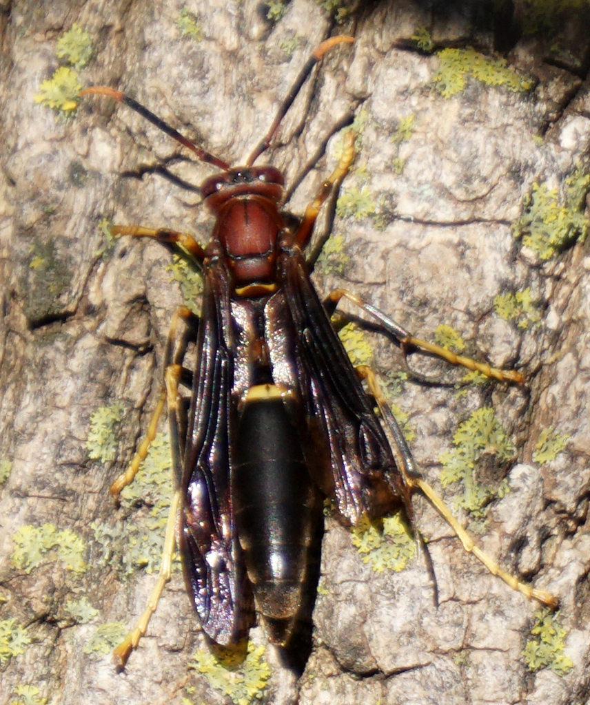 Ringed Paper Wasp from Lake Overholser, Oklahoma City, OK, USA on ...