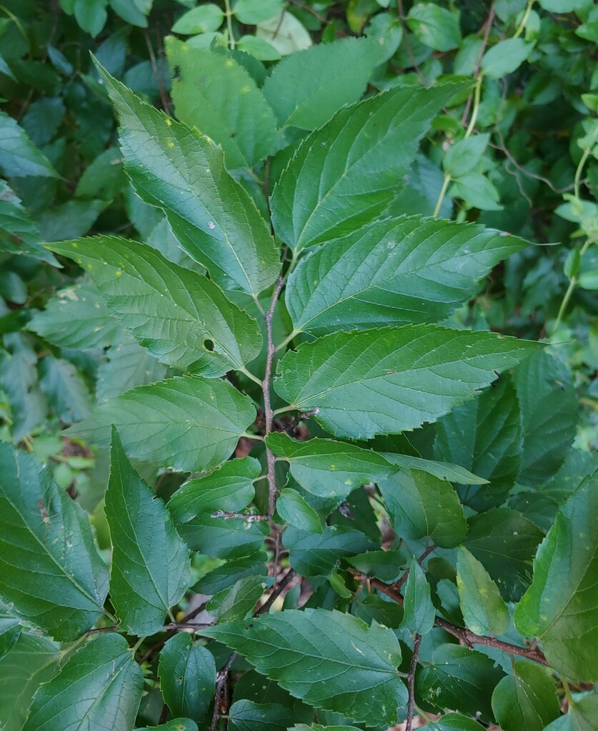 common hackberry from Gwinnett, Georgia, United States on August 2 ...