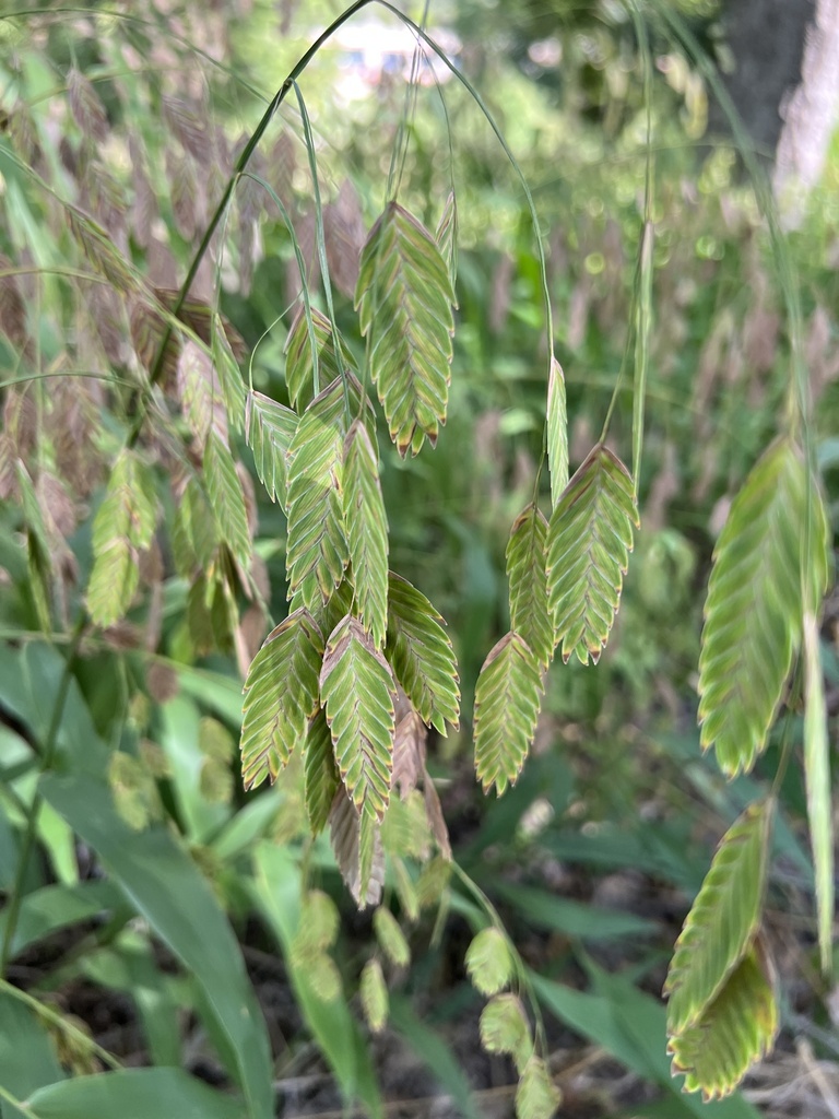 inland wood oats from Texas State University, San Marcos, TX, US on ...