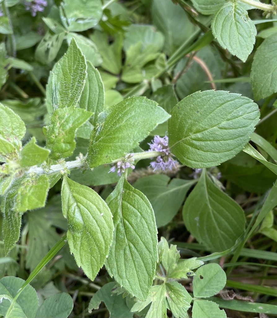 corn mint from Pennington Flash Country Park, Leigh, England, GB on ...
