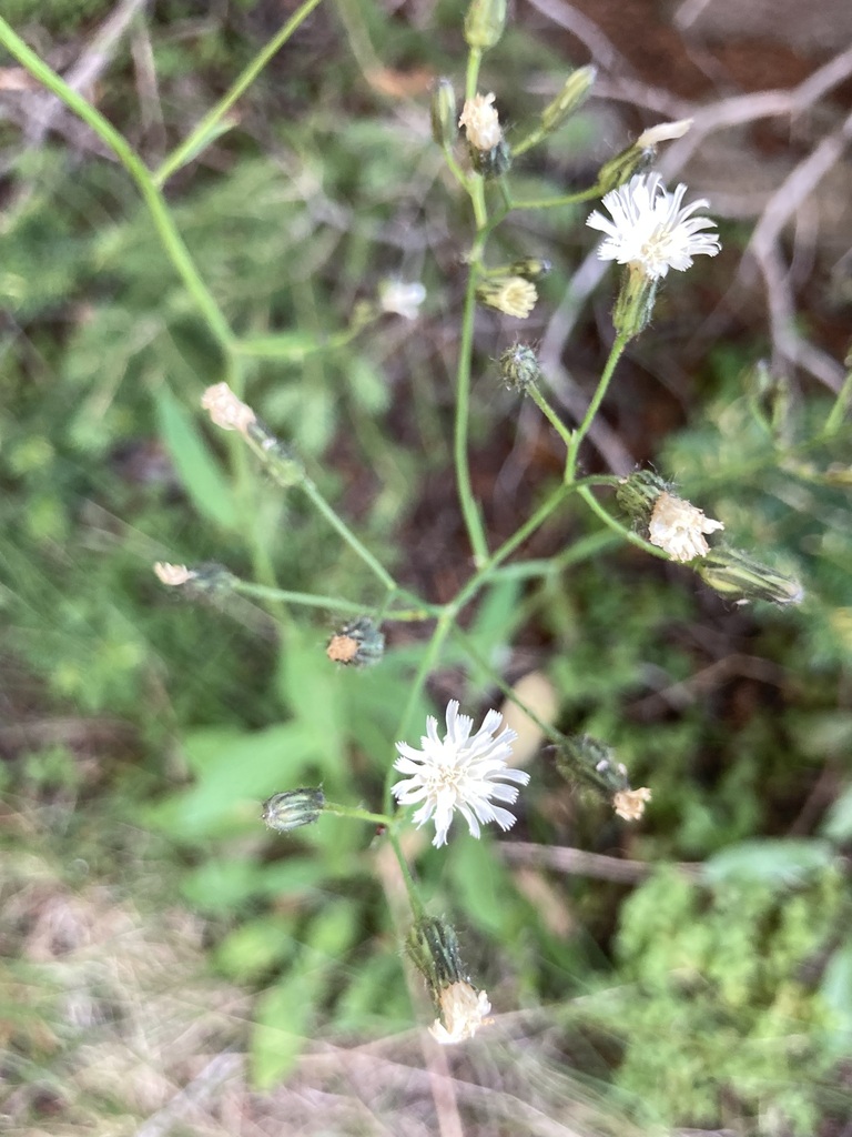 white hawkweed from Improvement District No. 4, AB T0K, Canada on July ...