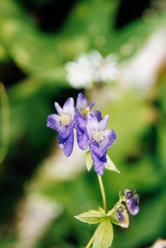 southern blue monkshood from Haywood County, NC, USA on June 5, 1997 at ...