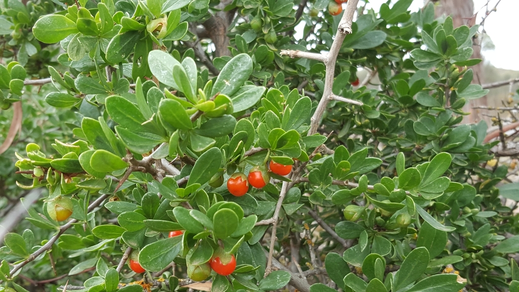 African boxthorn from Isaacs ACT 2607, Australia on January 27, 2019 at ...