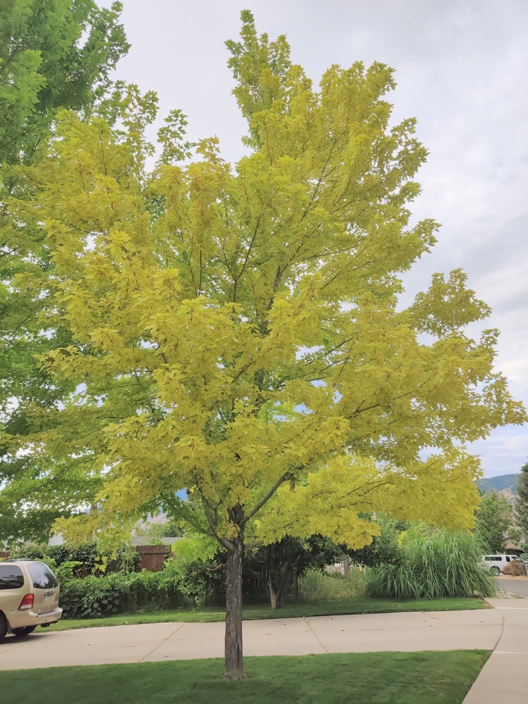 maples from Mapleton, UT, USA on August 1, 2023 at 07:07 PM by Charlie ...