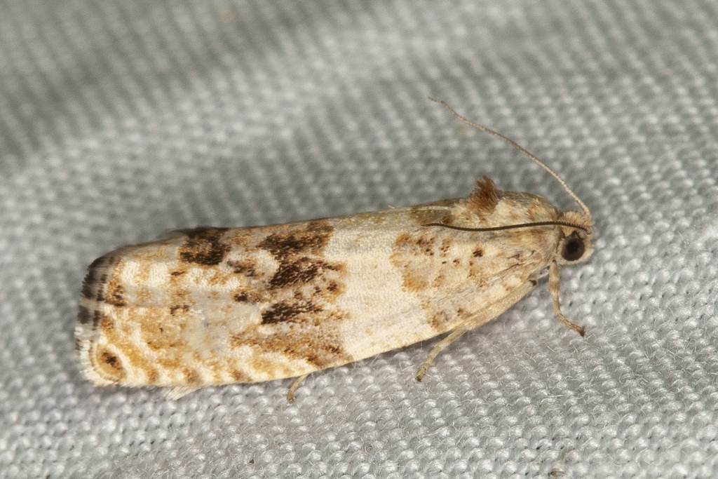 Poplar Leafroller Moth from East Fork of the Bear cabin, Summit County ...