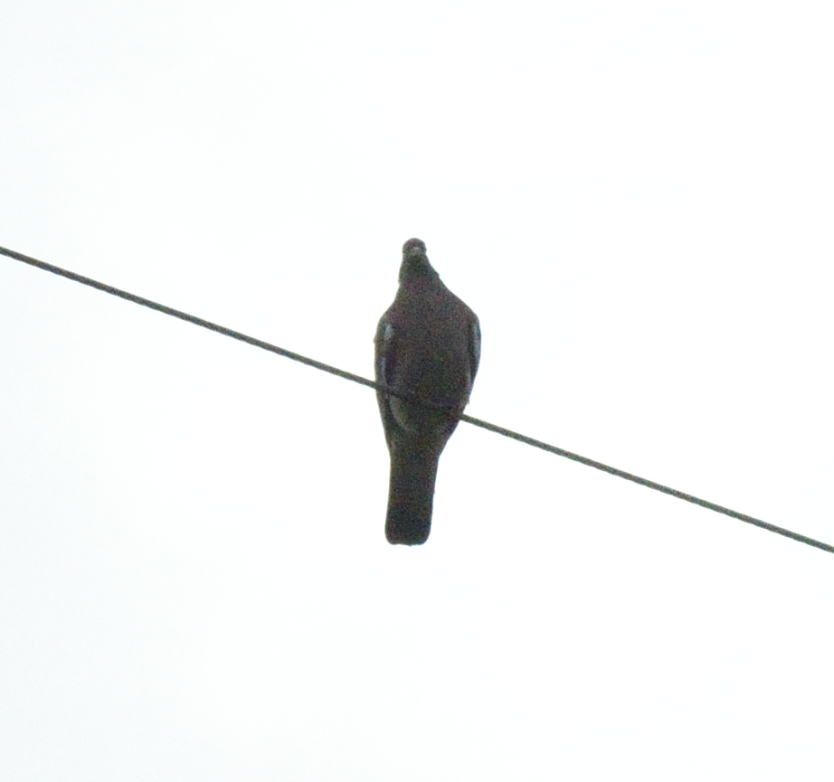 Common Wood-Pigeon from Coolnahorna, Co. Wexford, Ireland on August 3 ...