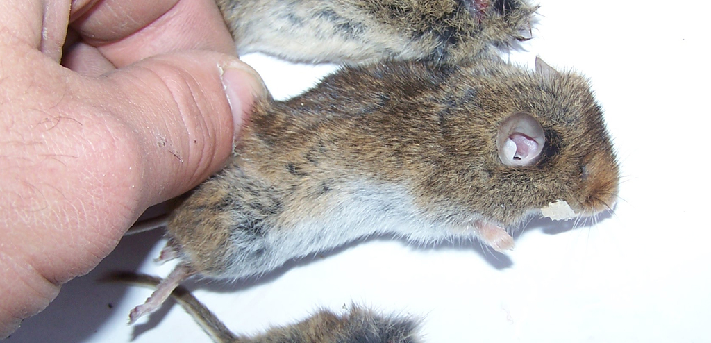 Eastern Heather Vole from Rouyn-Noranda, QC, Canada on May 06, 2008 at ...
