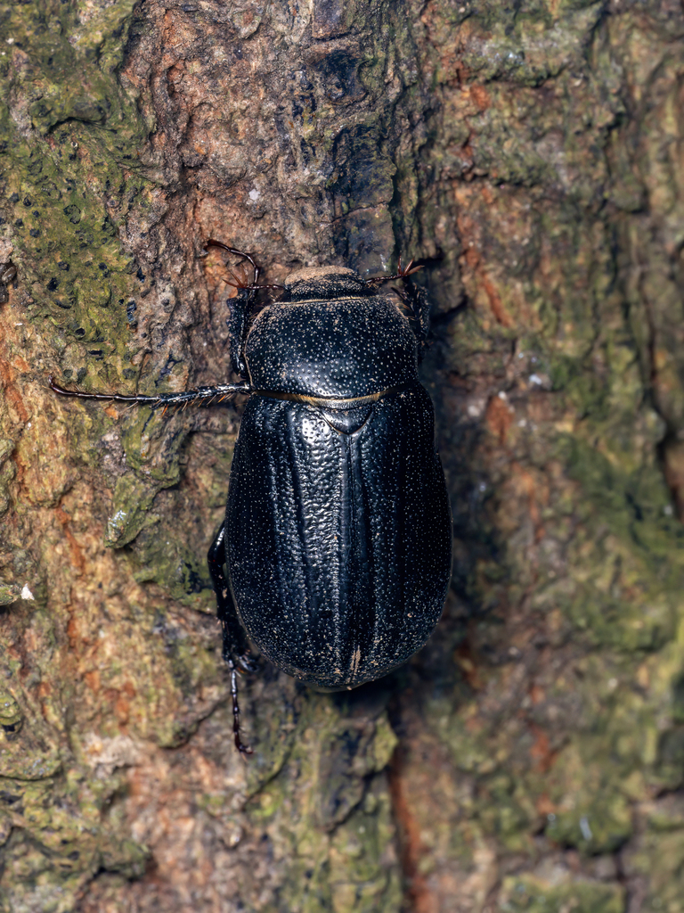 Scarabs in August 2023 by Sakern | 永隔一江水 · iNaturalist