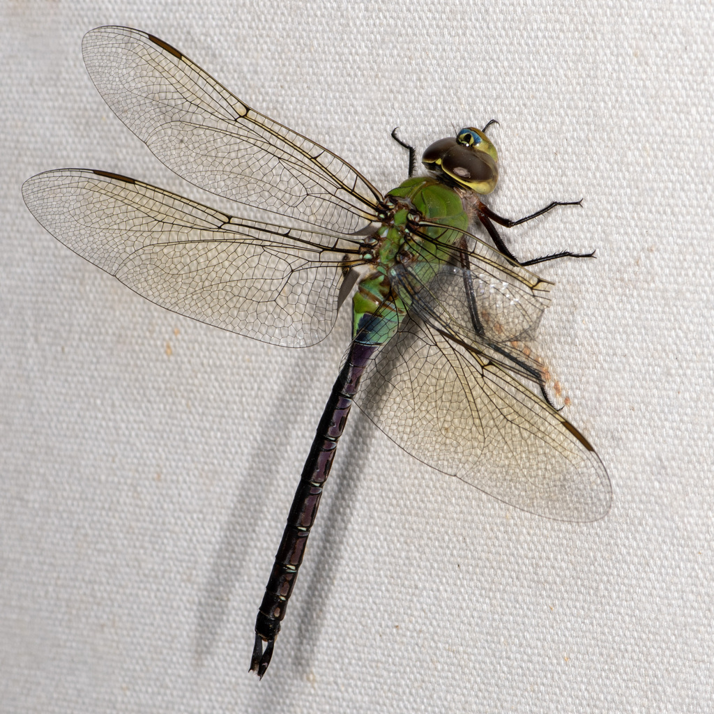 Common Green Darner from Allen Acres, Vernon Parish, LA, USA on July 27 ...