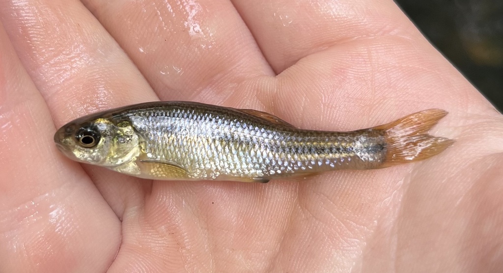 Fathead Minnow from Somerset County, US-NJ, US on August 3, 2023 at 11: ...