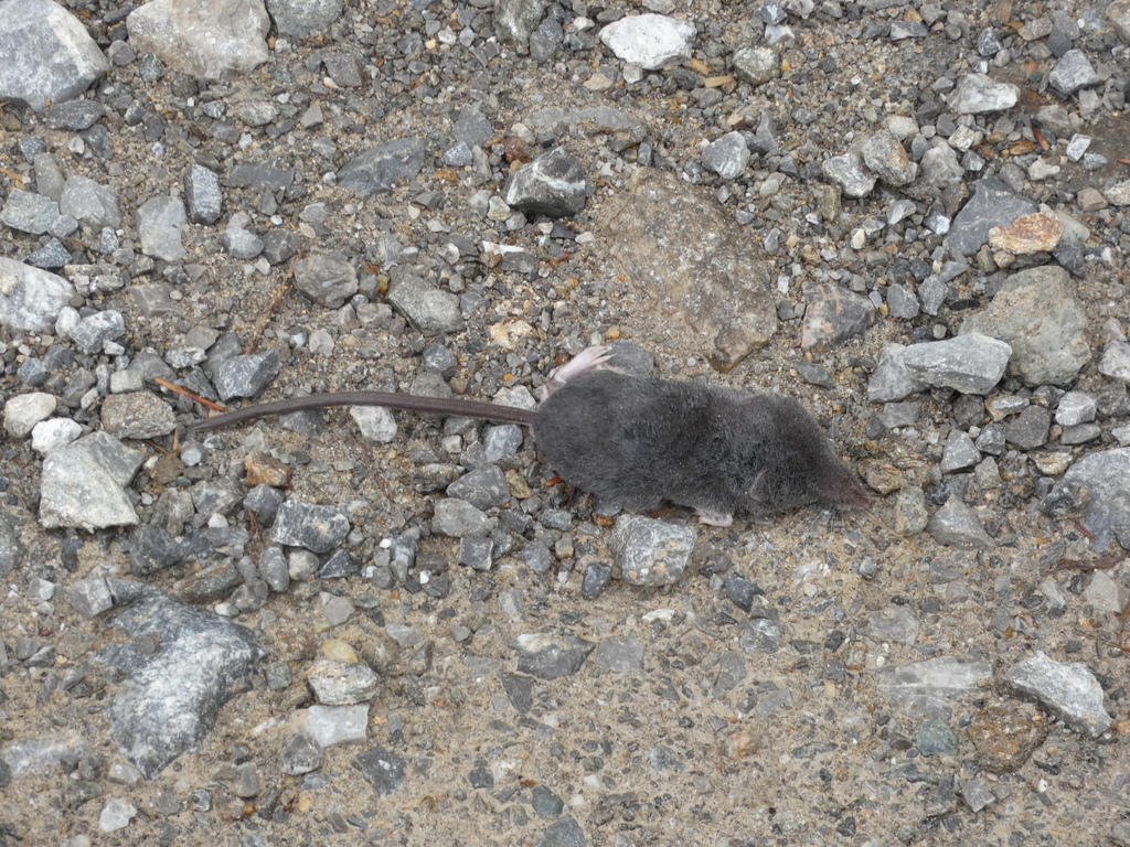 Alpine Shrew in August 2023 by Erich Zucalli · iNaturalist