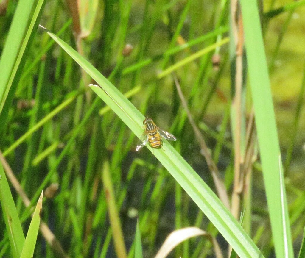 Bog Flies from 431 E Rd, Milton, VT 05468, USA on August 2, 2023 at 11: ...