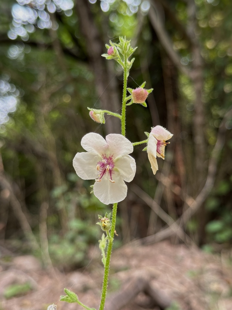 moth mullein in August 2023 by Ethan · iNaturalist