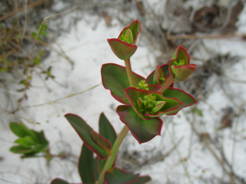 Scrub Spurge from Highlands County, FL, USA on March 29, 2019 at 02:33 ...