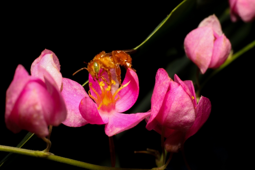 Pale-orange Stingless bee from São Luís on June 4, 2023 at 09:52 AM by ...