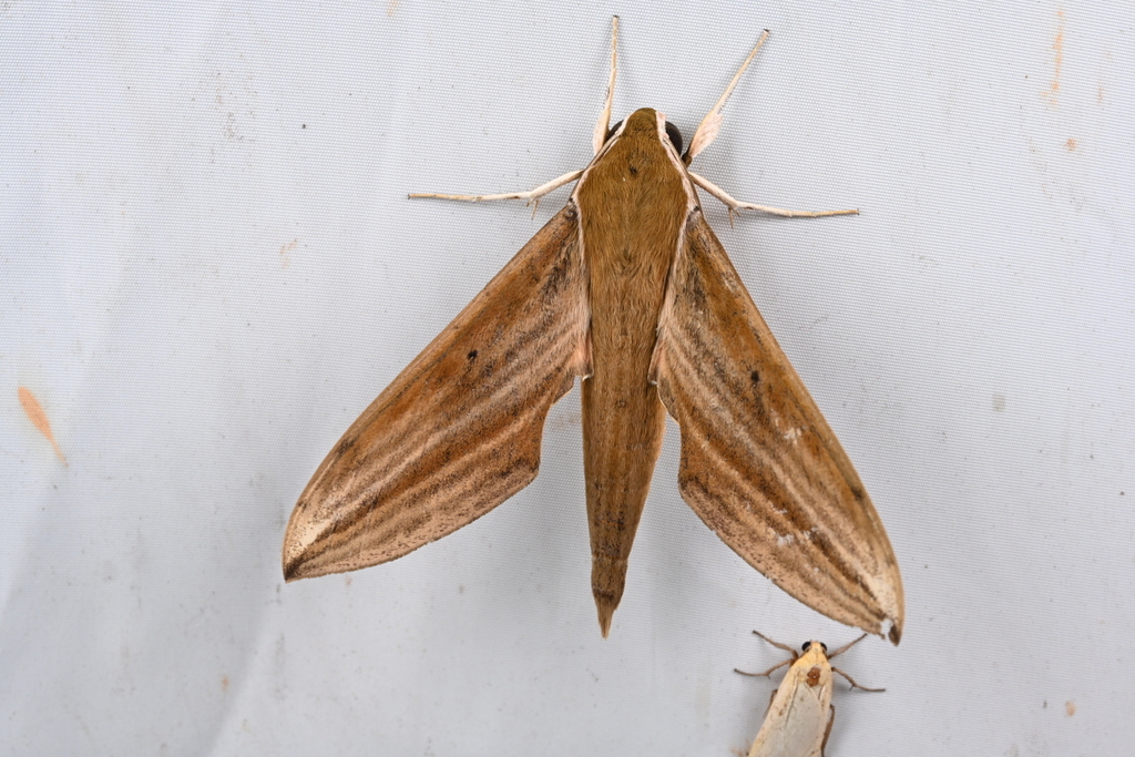 Cechetra minor from 四川省乐山市马边彝族自治县福来村 邮政编码: 614601 on July 27, 2023 at ...