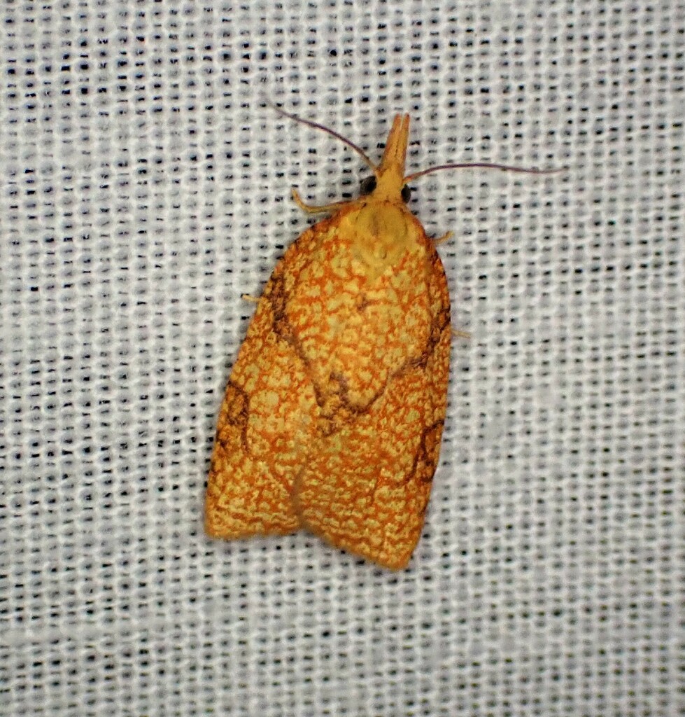 Reticulated Fruitworm Moth from Hockessin, DE, USA on August 2, 2023 at ...