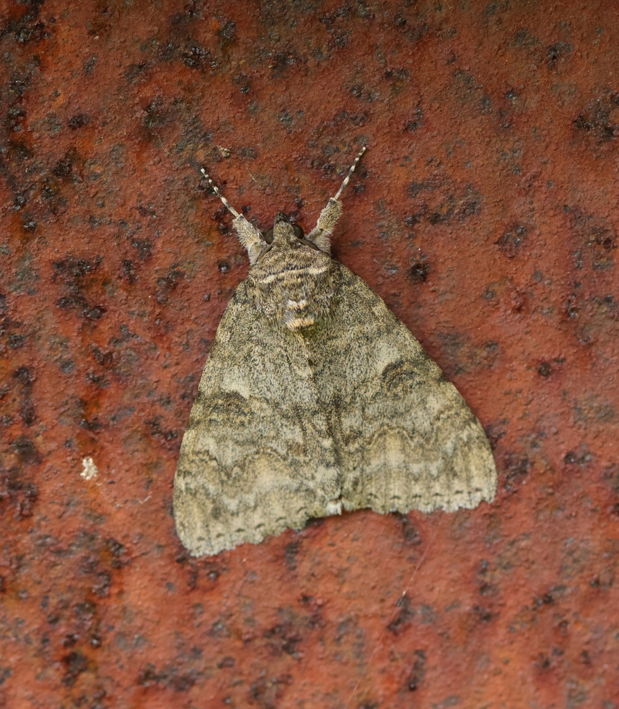 Red Underwing from Gonfreville-l'Orcher, France on August 3, 2023 at 06 ...