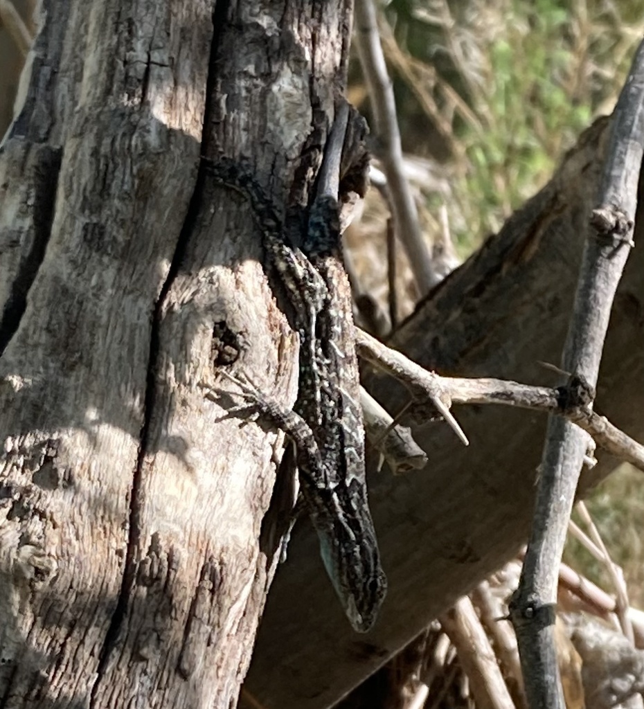 Ornate Tree Lizard from Rincon Dr, Clarkdale, AZ, US on August 3, 2023 ...