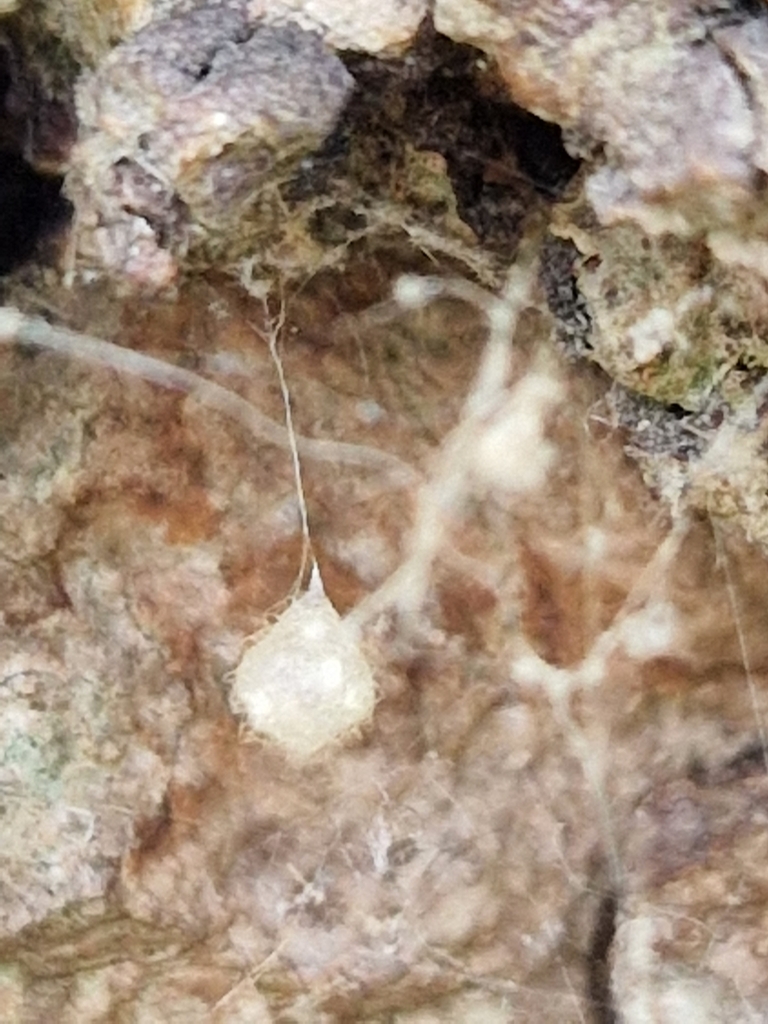 Pirate Spiders from Battersea Park, London SW11 4NJ, UK on August 3 ...