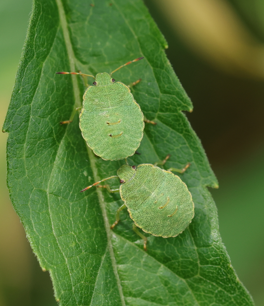 Green Shield Bug from Gonfreville-l'Orcher, France on August 3, 2023 at ...