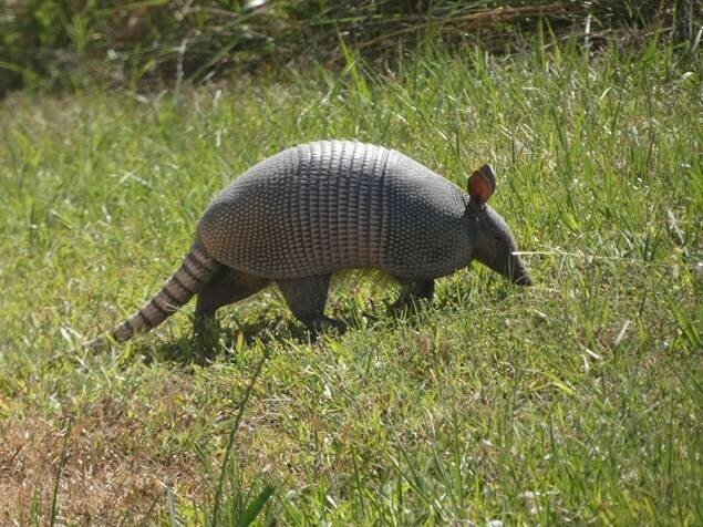 Nine-banded Armadillo from Bear Island, South Carolina 29446 on July 12 ...
