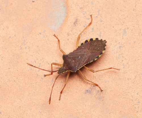 Althos pseudoobscurus · iNaturalist