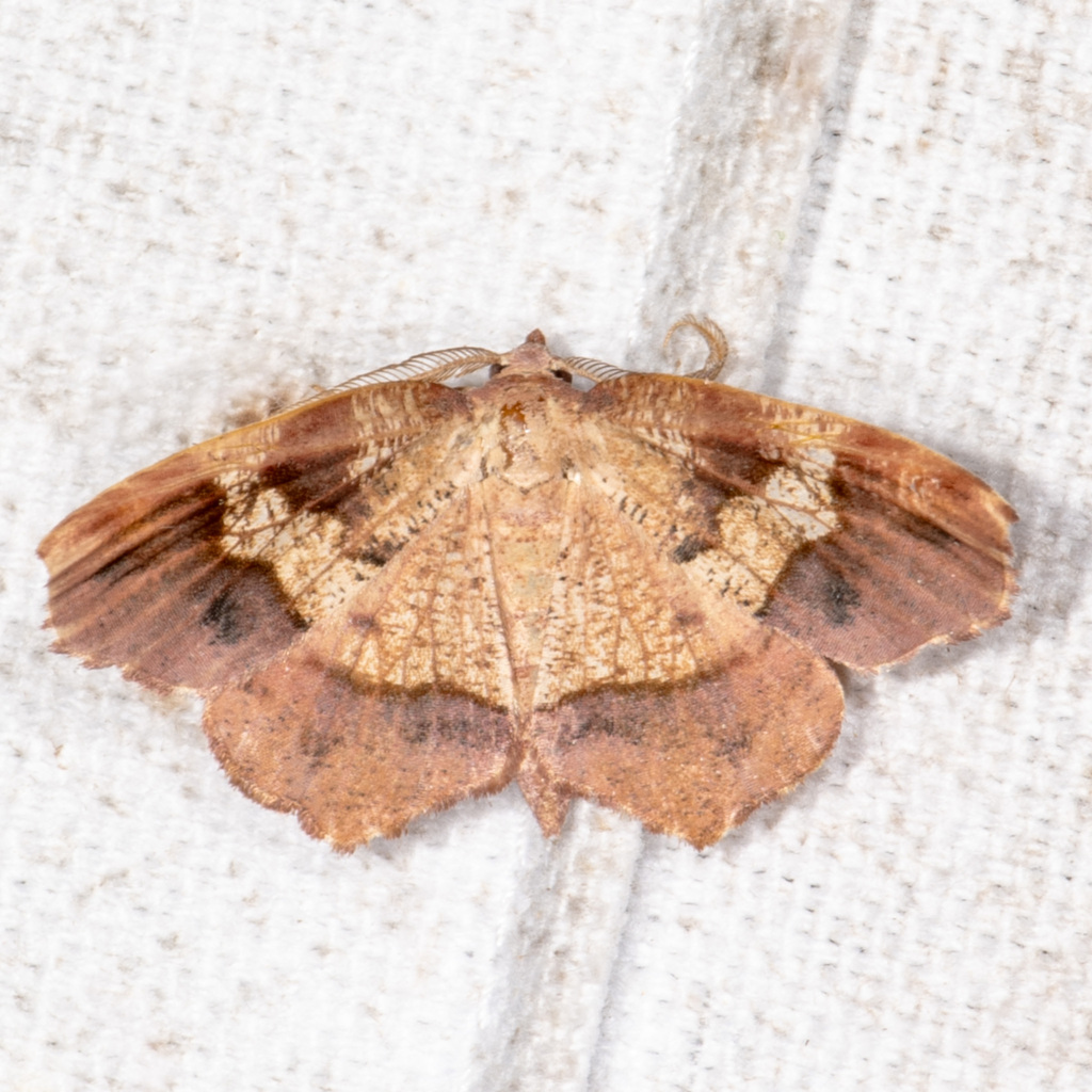 Friendly Probole Moth from Allen Acres, Vernon Parish, LA, USA on July ...