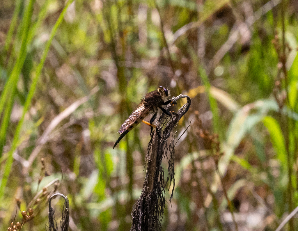 Red-footed Cannibal Fly from Karson City trail, Bladen County, NC, USA ...