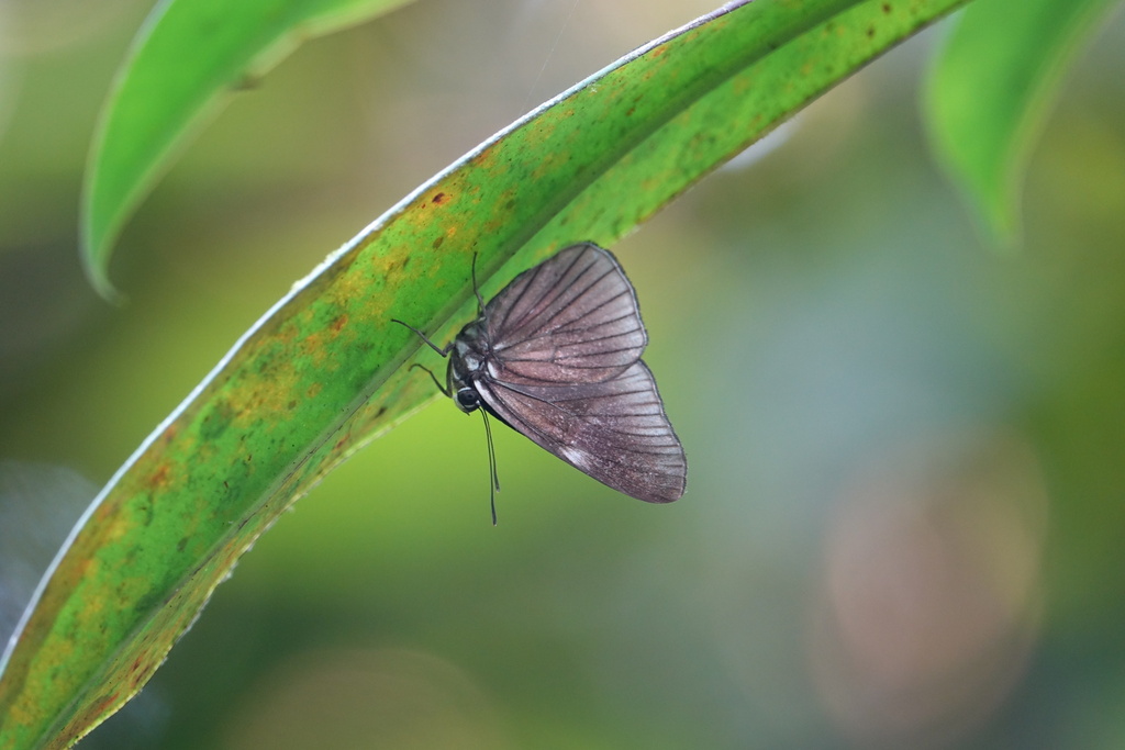 Setabis serica from RN La Isla Escondida, Orito, Putumayo on February 8 ...