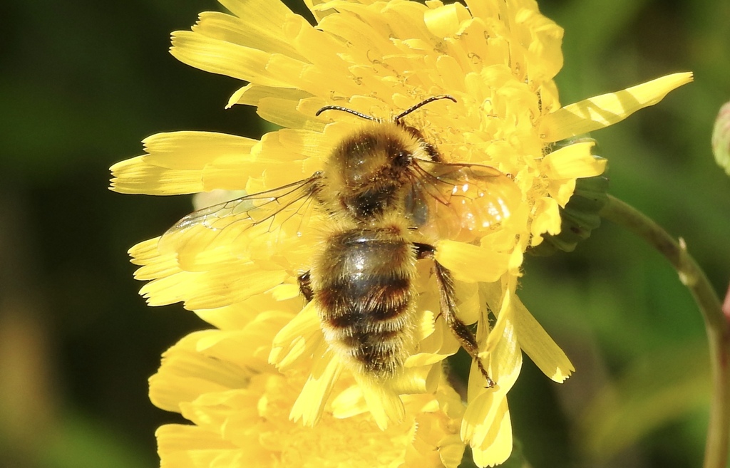 Red-belted Bumble Bee from Woodbine Beach Habitat, Toronto, ON, Canada ...