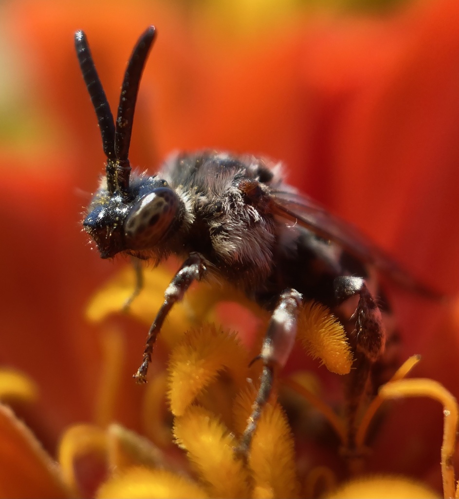 California Digger-cuckoo Bee from Six Rivers National Forest, Willow ...