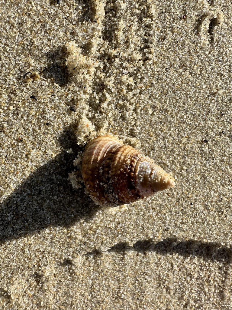 Spotted strawberry top shell from Riverside Dr, Sans Souci, NSW, AU on ...