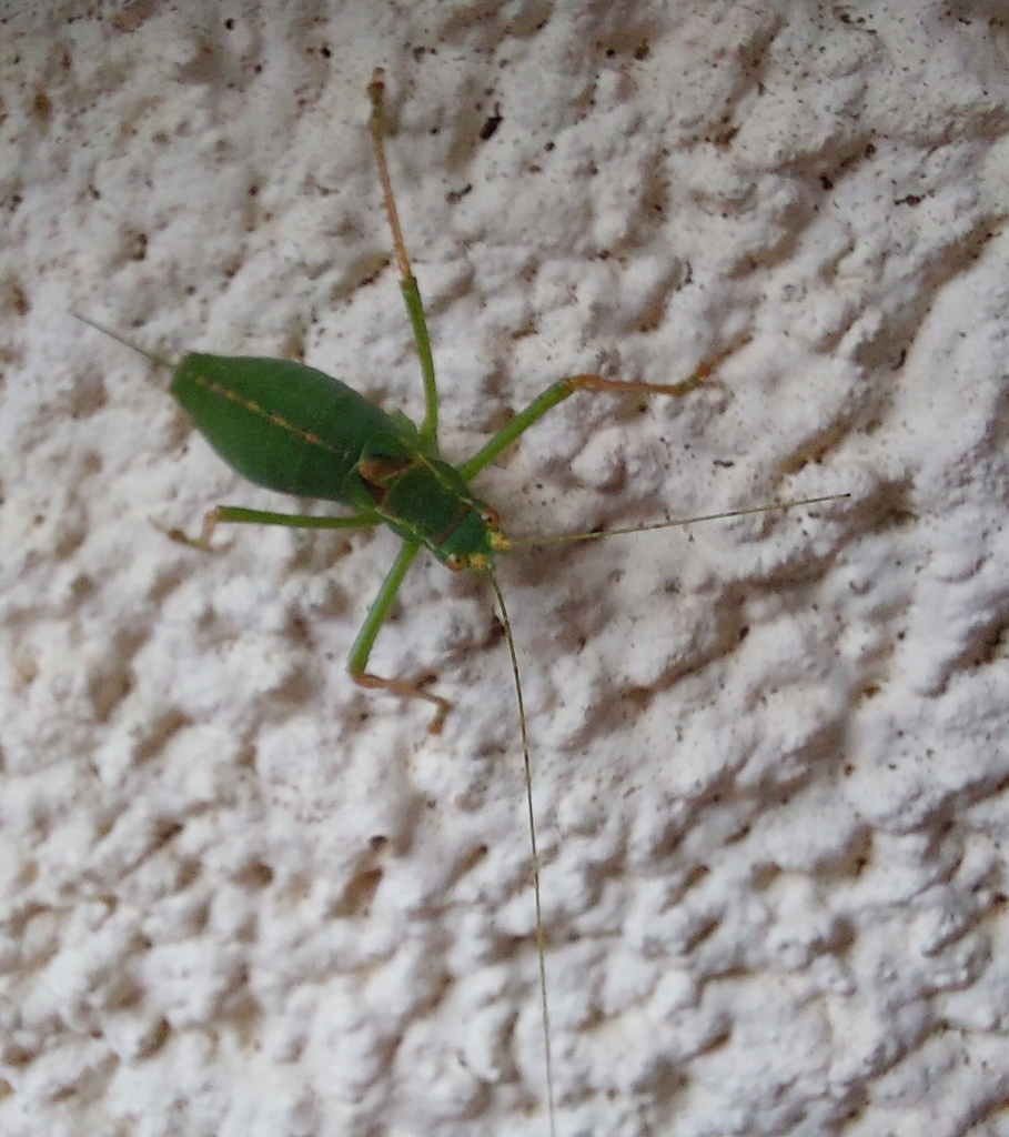 Speckled Bush-cricket from Marine Estate, Leigh-on-Sea, Southend-on-Sea ...
