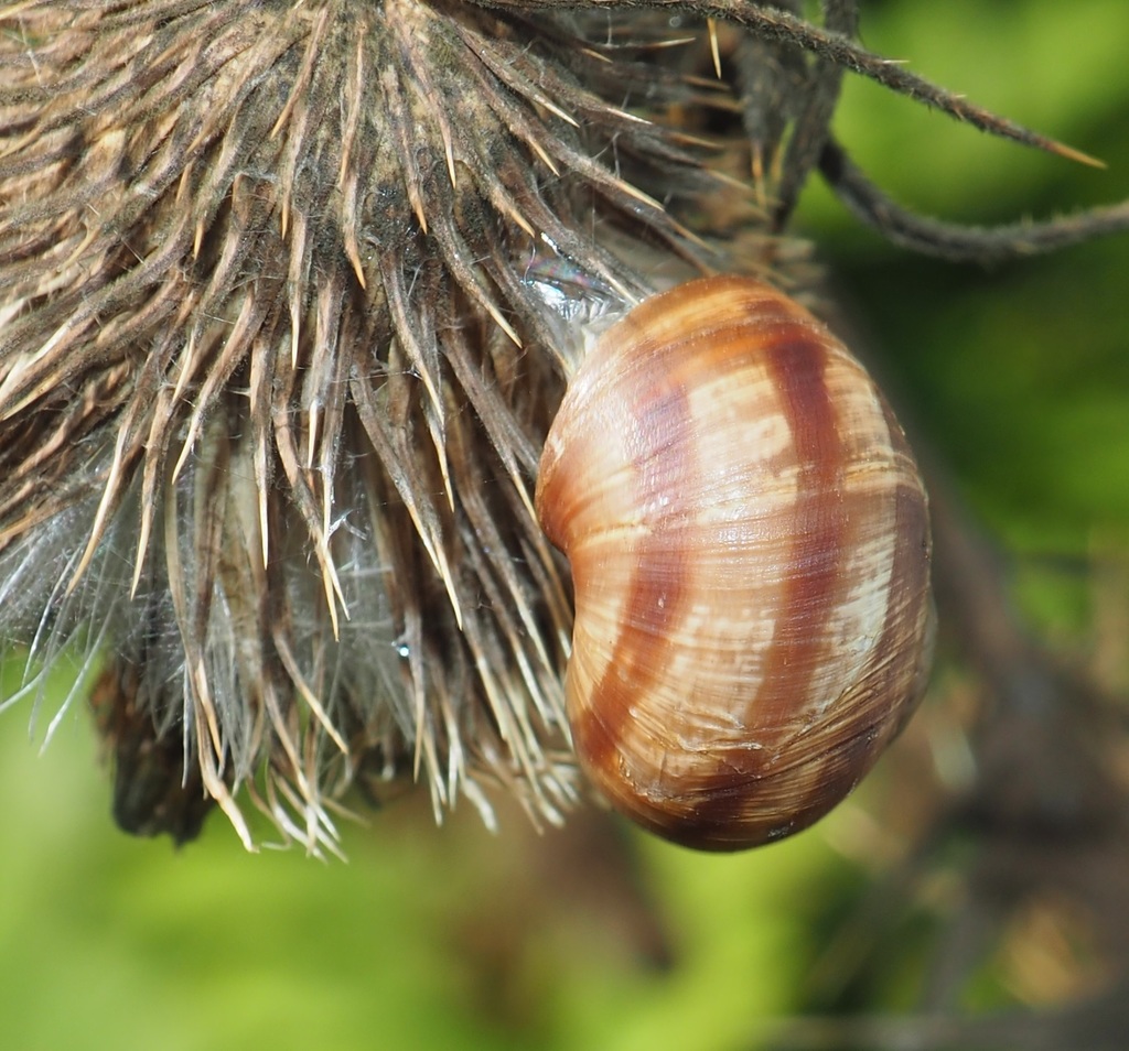 Roman Snail from 312 Burr Oak St, Albion, MI 49224, USA on August 18 ...