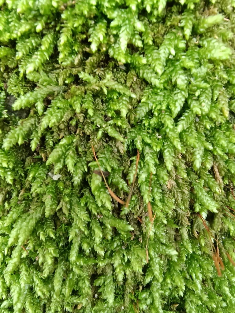 seductive entodon moss from Ixtapaluca, MX-MX, MX on July 30, 2023 at ...