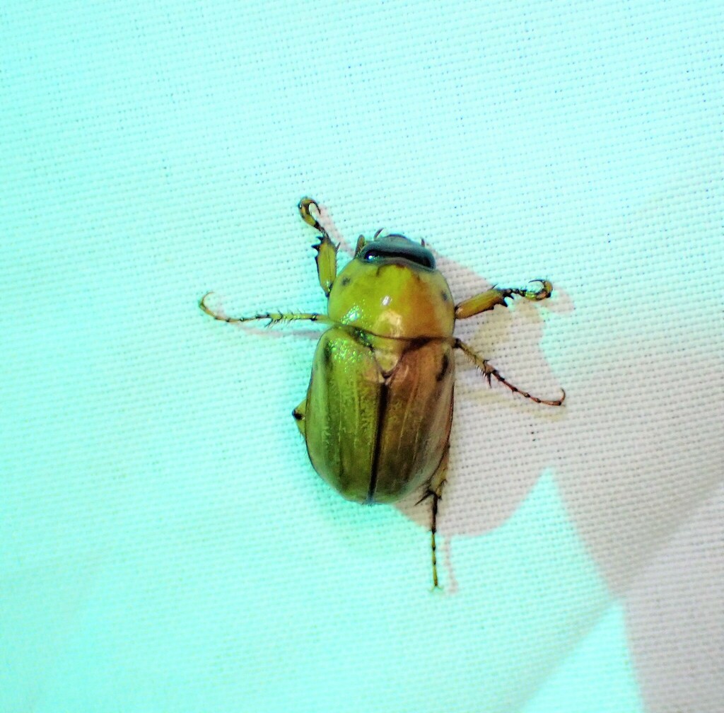Southern Masked Chafer from Hockessin, DE, USA on August 2, 2023 at 08: ...