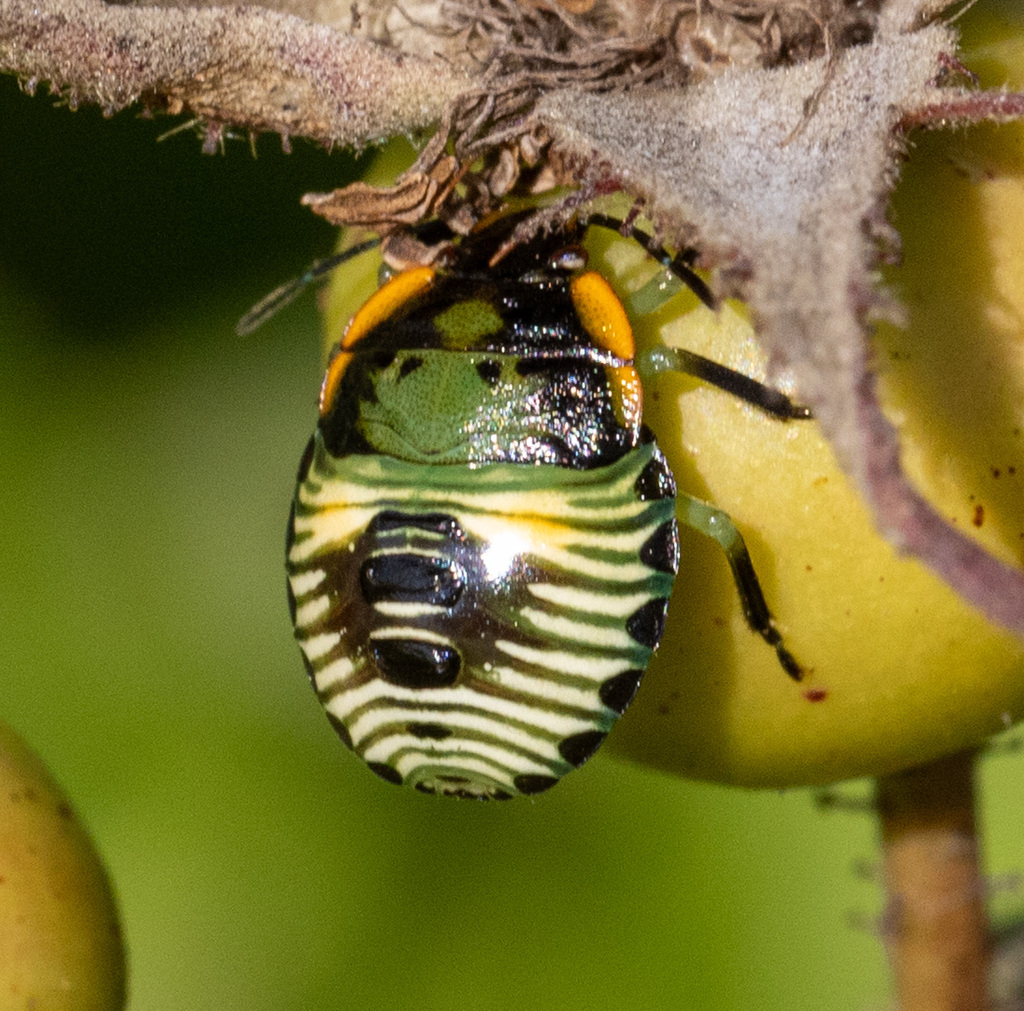 Green Stink Bug from Madison County, OH, USA on August 2, 2023 at 11:22 ...