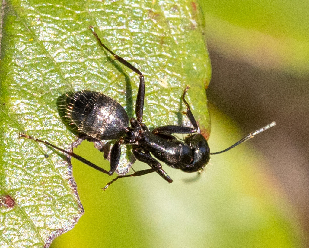 Carpenter Ants, Typical Sugar Ants and Allies from Madison County, OH ...