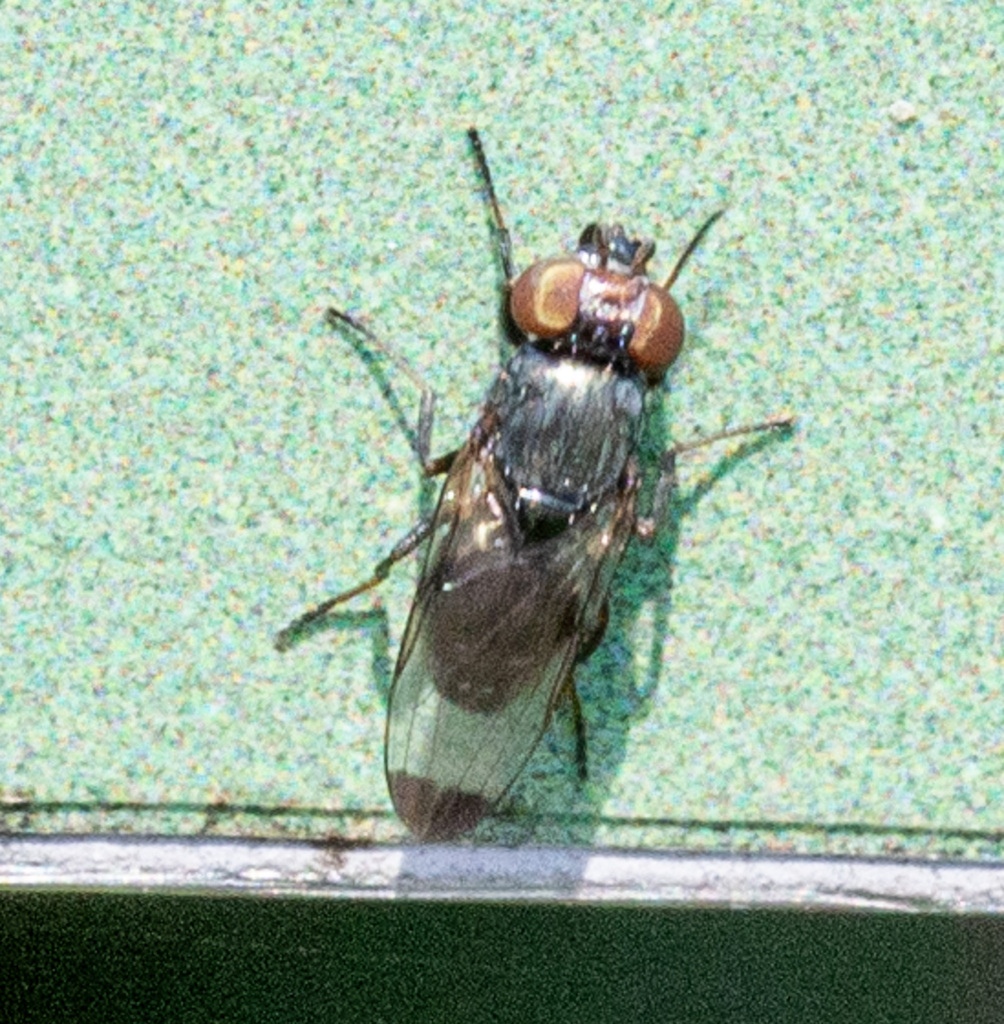 Banded-wing Flies from Madison County, OH, USA on August 2, 2023 at 11: ...