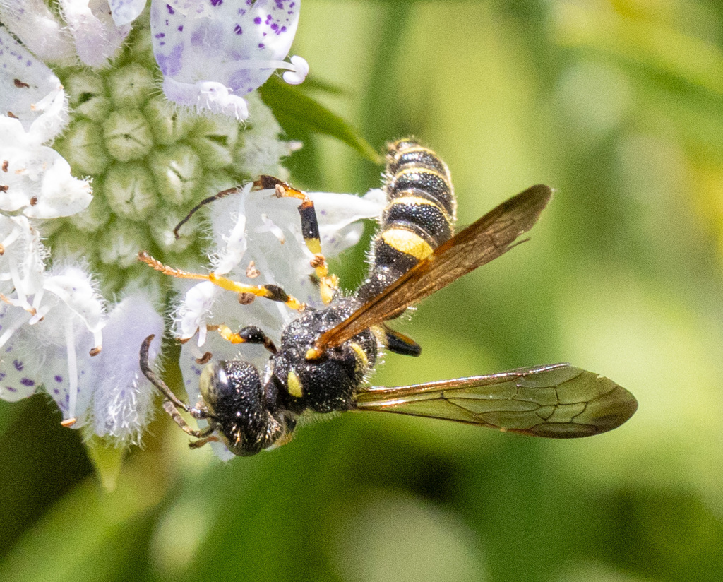 Typical Weevil Wasps and Allies from Madison County, OH, USA on August ...