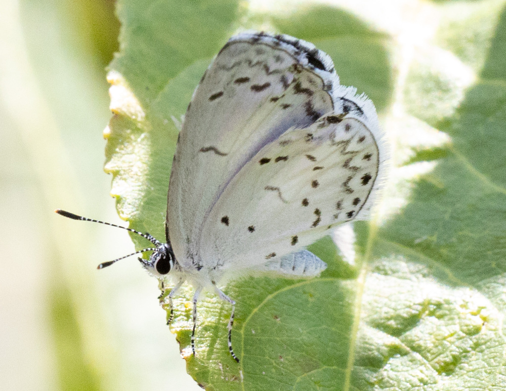 Summer Azure from Madison County, OH, USA on August 3, 2023 at 12:12 AM ...