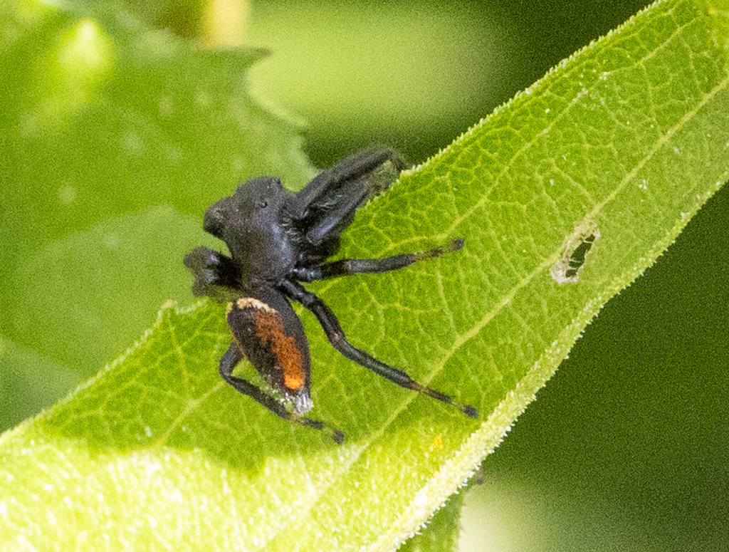 Brilliant Jumping Spider from Madison County, OH, USA on August 2, 2023 ...