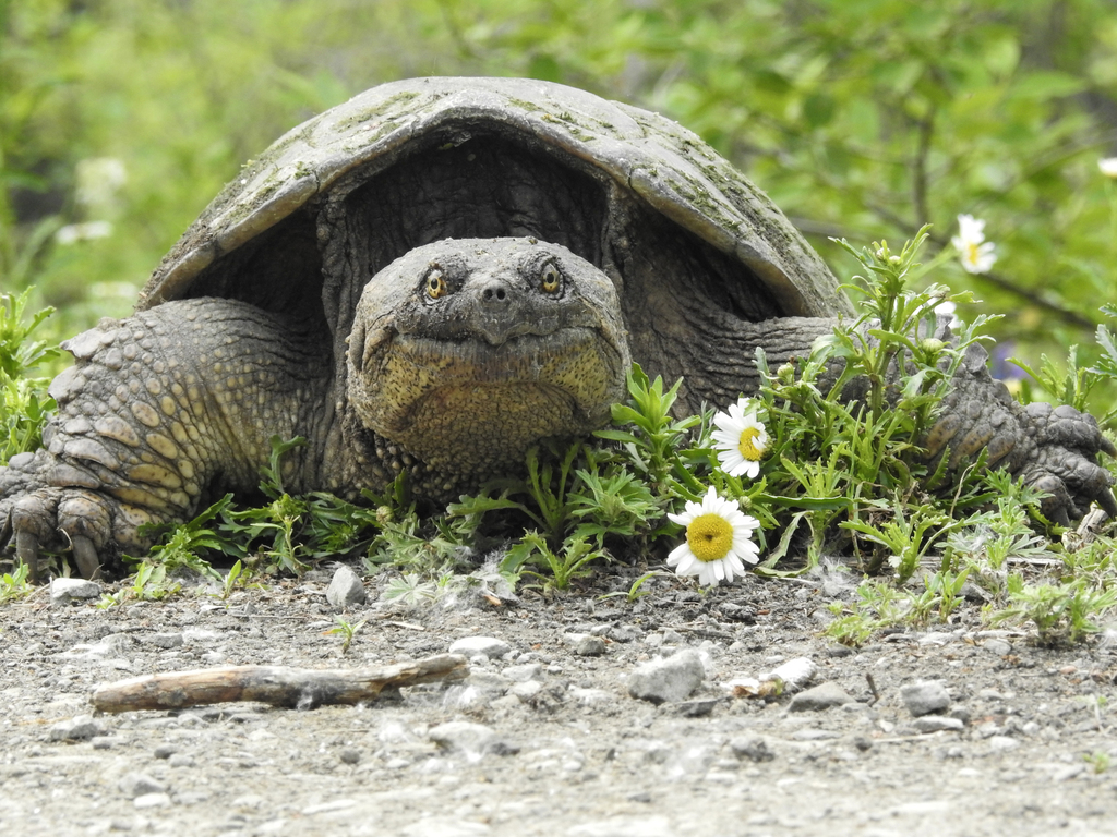 Common Snapping Turtle from Ottawa Riv Pathway, Ottawa, ON K2B 5X1 ...