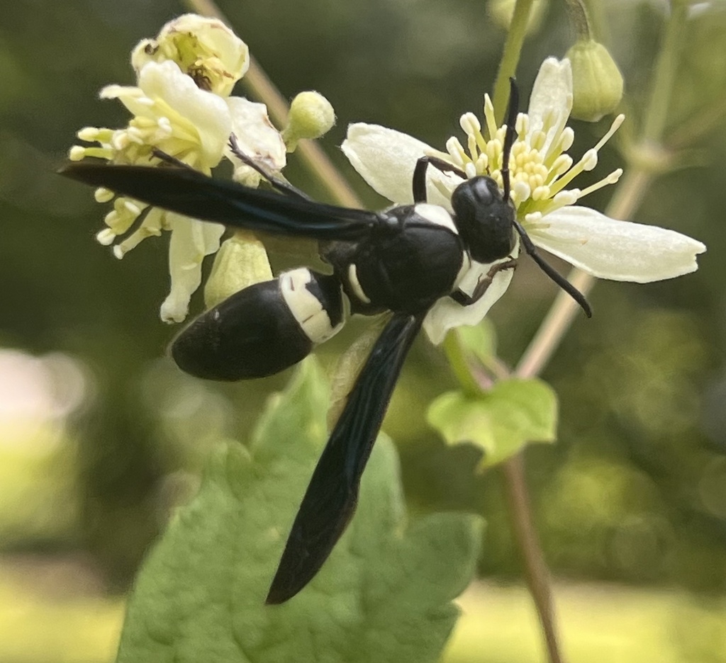 Four-toothed Mason Wasp from Springer St, Middlesex Centre, ON, CA on ...