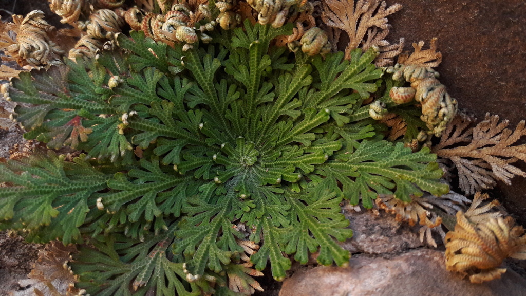 resurrection plant from 003, Narigua, Coah., MX on April 30, 2018 at 10 ...